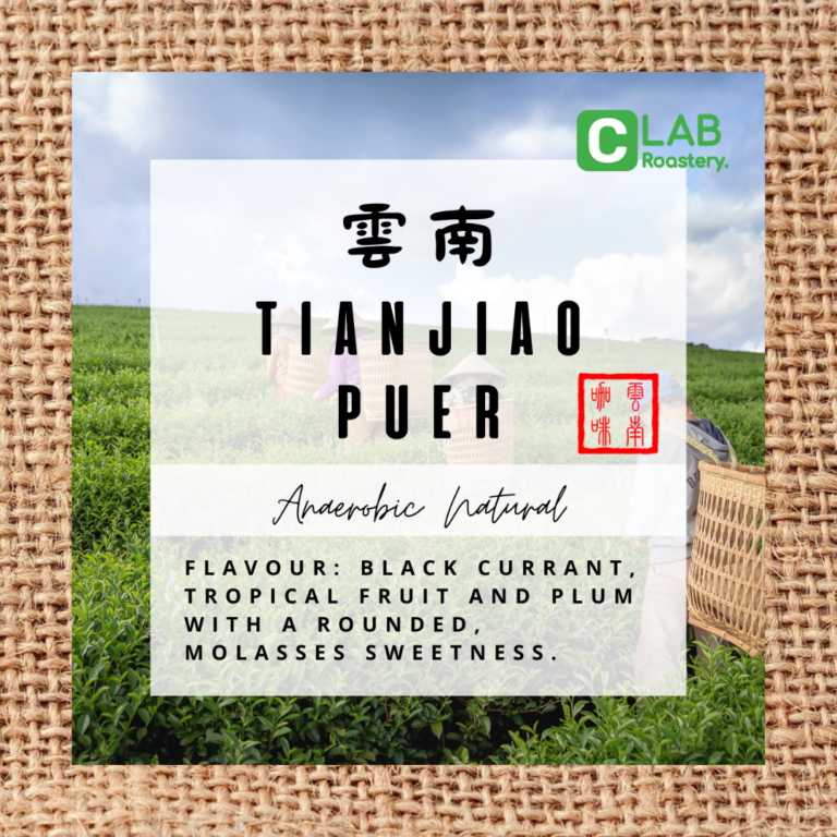 咖啡生豆 & 熟豆 + SCA 咖啡課程 - C LAB Roastery.